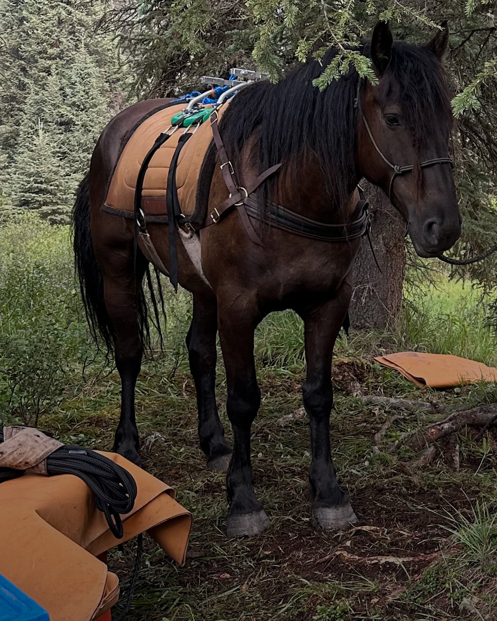 Pack and Riding Cinches – Custom Pack Rigging